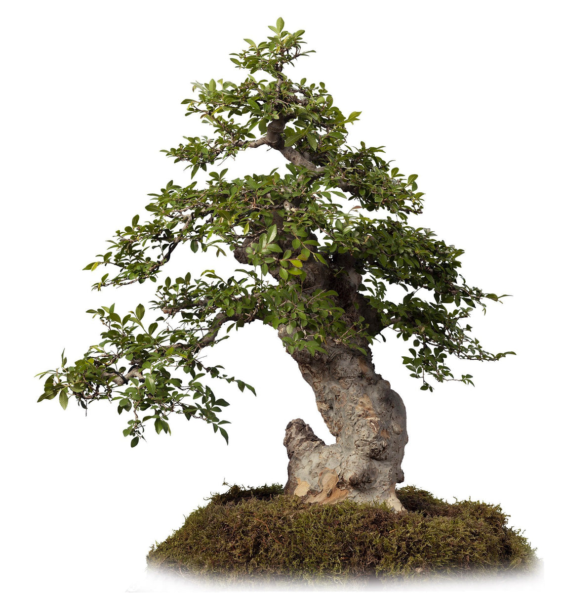 Doe je zelf of een ander een mooie bonsai boom cadeau. – Bonsai winkel