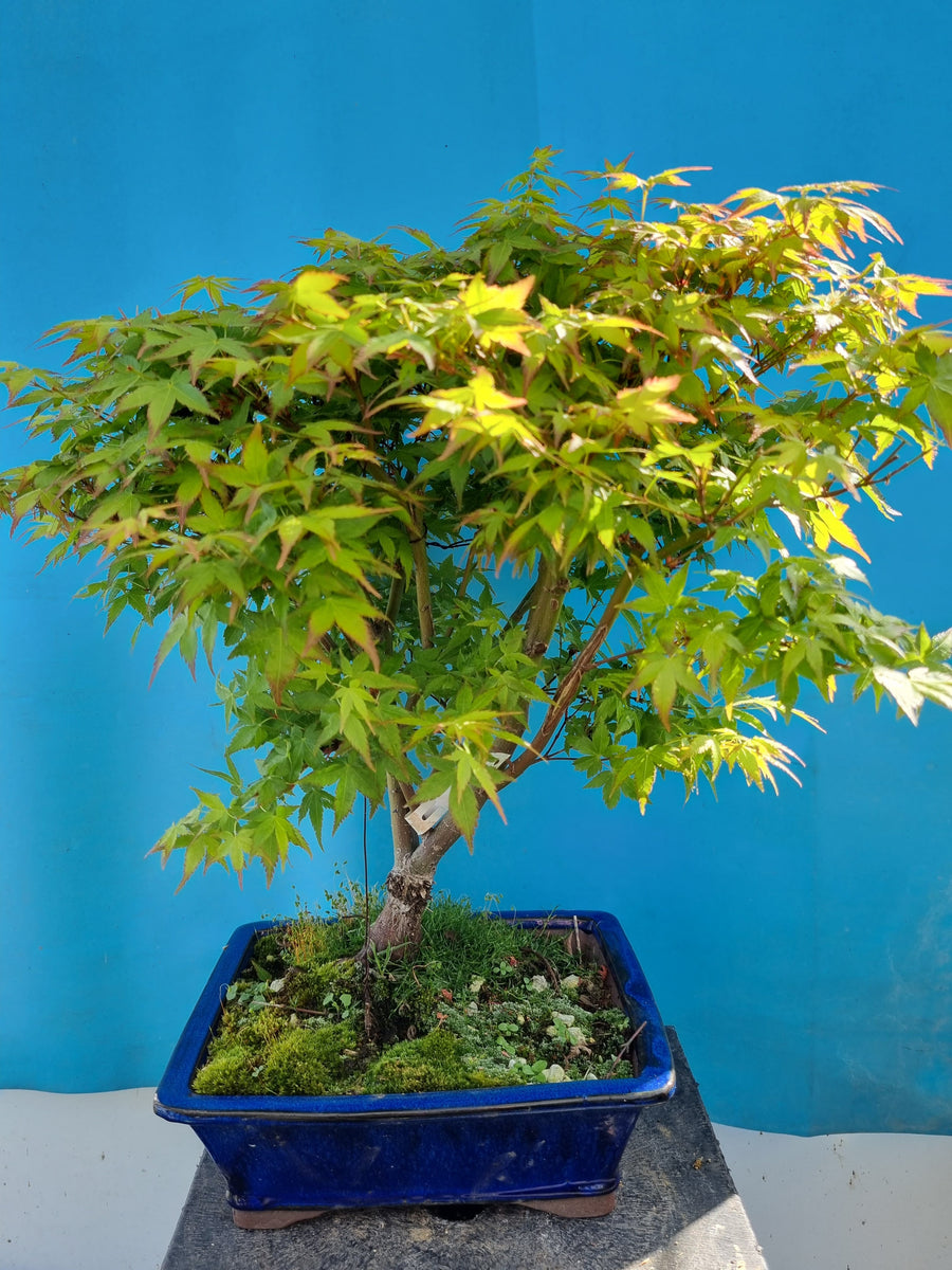 Bonsai acer little princess – Bonsai winkel