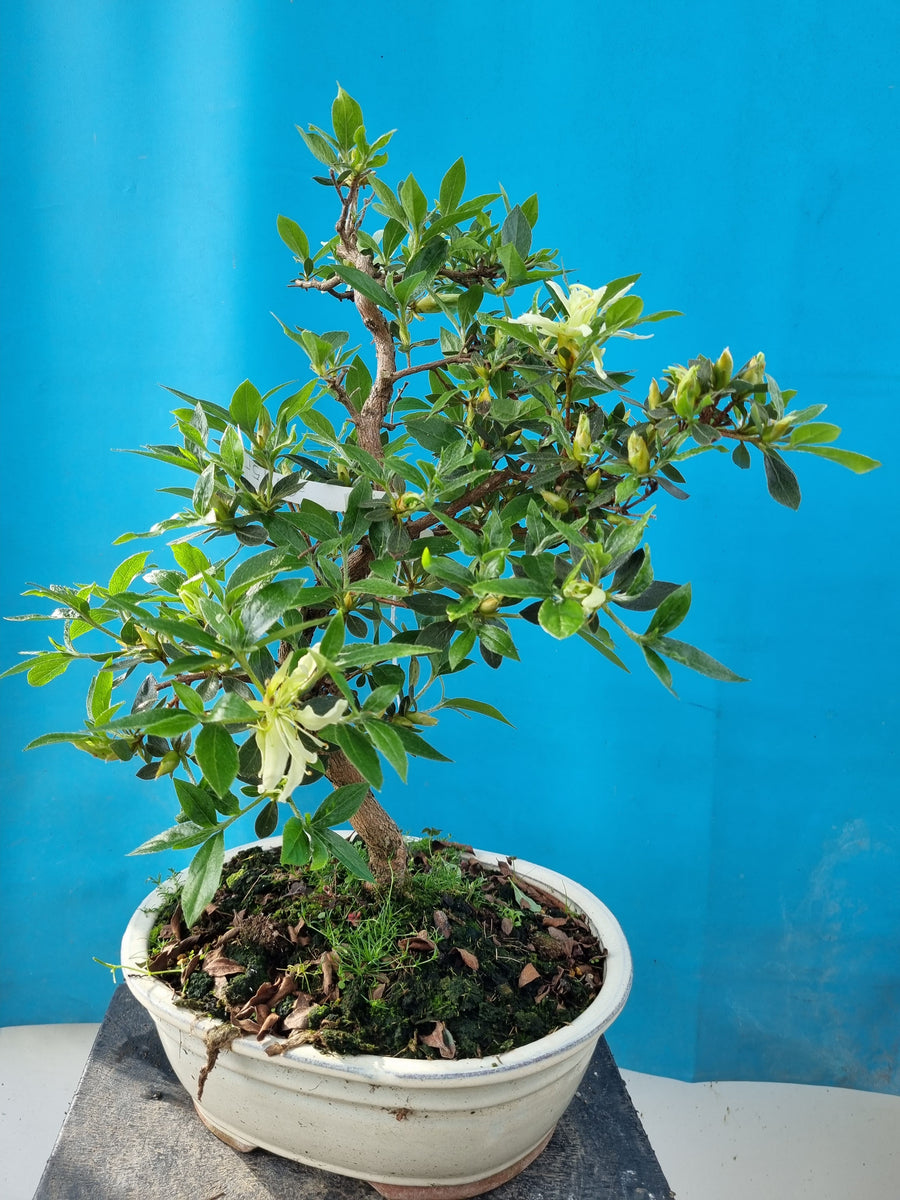 Bonsai Azalea witte bloem – Bonsai winkel