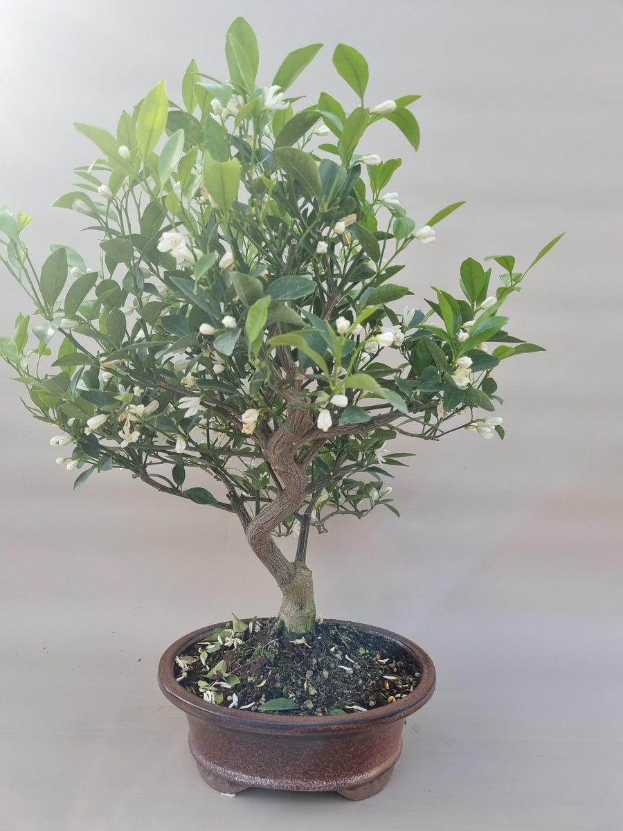 Bonsai Citrus myrtifolia mandarijn boom – Bonsai winkel