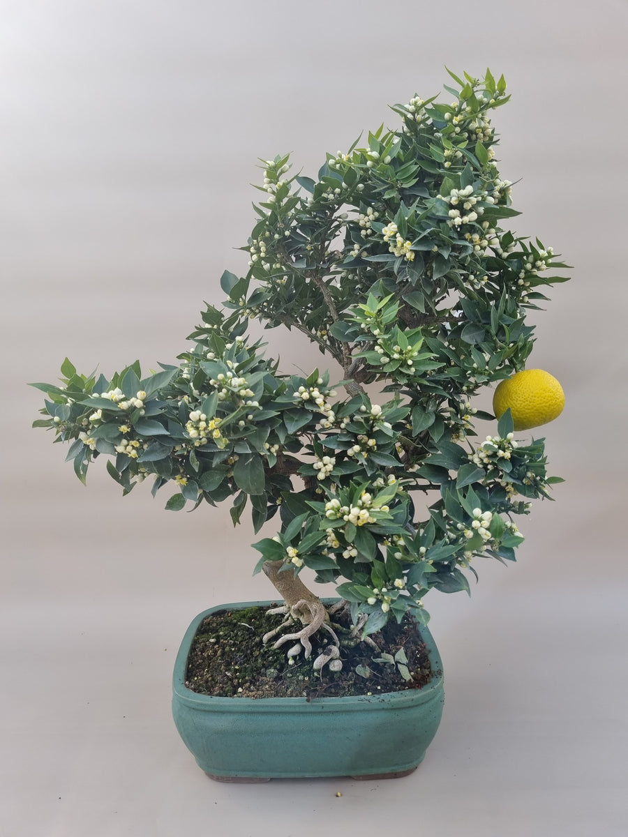 Bonsai Citrus myrtifolia mandarijn boom – Bonsai winkel