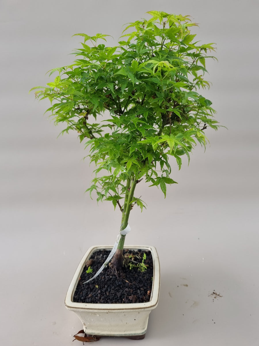 Bonsai acer little princess – Bonsai winkel