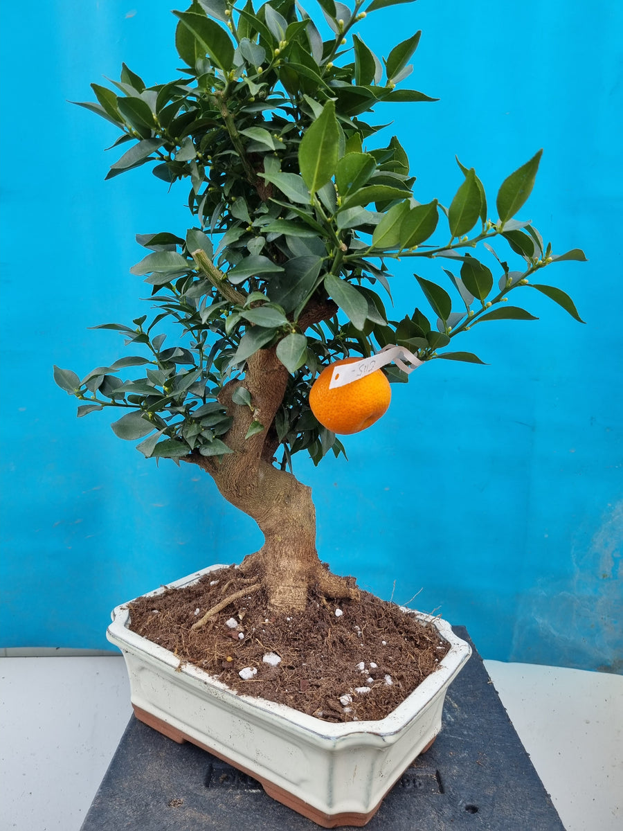 Bonsai Citrus myrtifolia mandarijn boom – Bonsai winkel