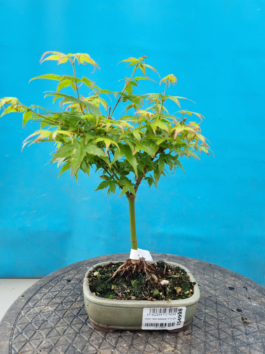 Bonsai acer little princess – Bonsai winkel